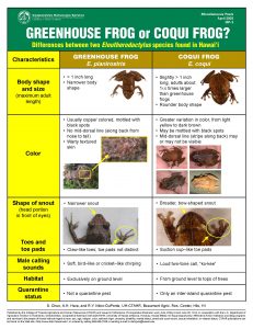 Coqui Frog - Oahu Invasive Species Committee (OISC)