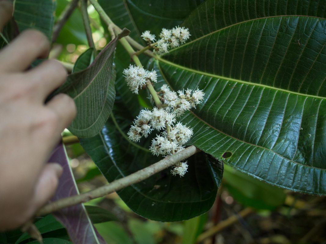 Miconia - Oahu Invasive Species Committee (OISC)