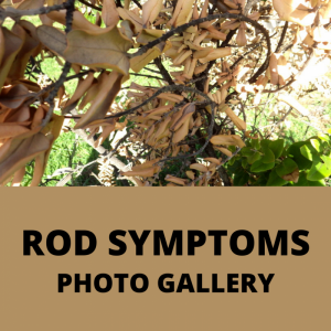 Rapid Ohia Death - Oahu Invasive Species Committee (OISC)