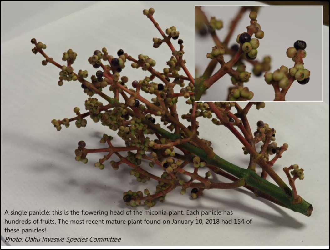 Miconia - Oahu Invasive Species Committee (OISC)