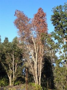 Rapid Ohia Death - Oahu Invasive Species Committee (OISC)