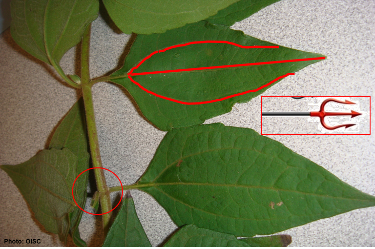 Devil Weed - Oahu Invasive Species Committee (OISC)
