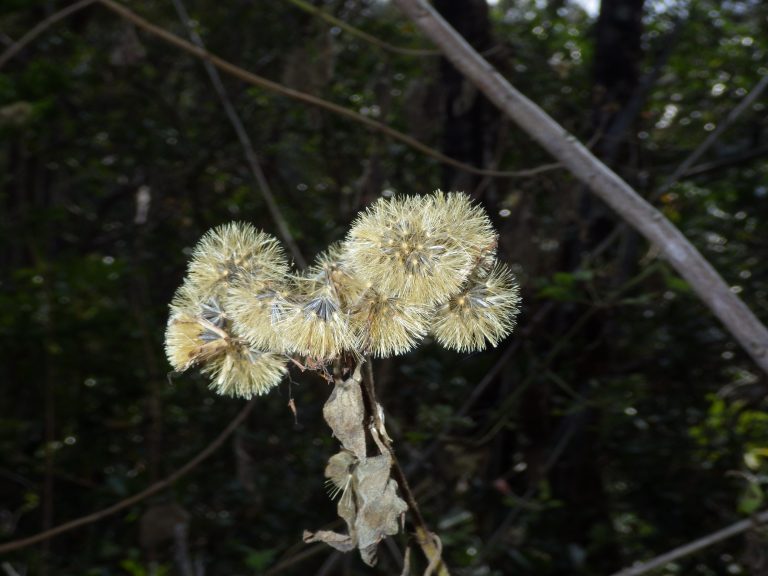 Devil Weed - Oahu Invasive Species Committee (OISC)