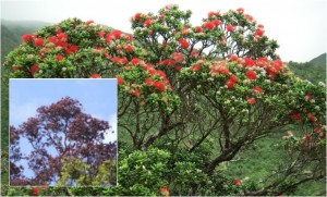Rapid Ohia Death - Oahu Invasive Species Committee (OISC)